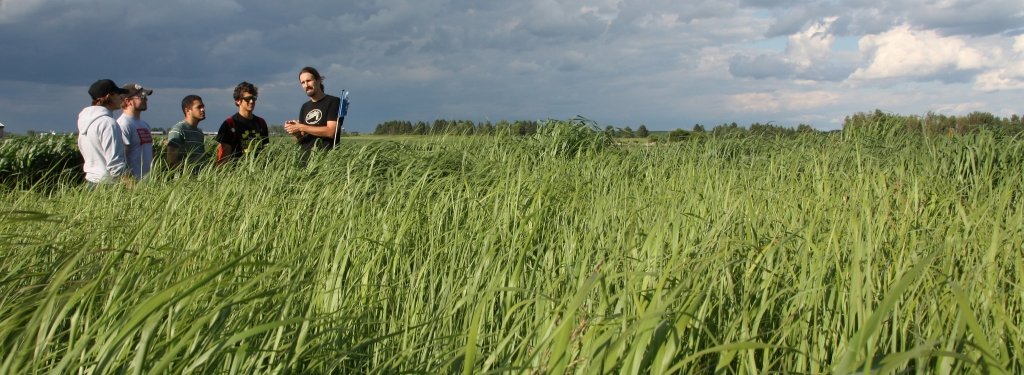 A switchgrass sugar situation | Great Lakes Bioenergy Research Center