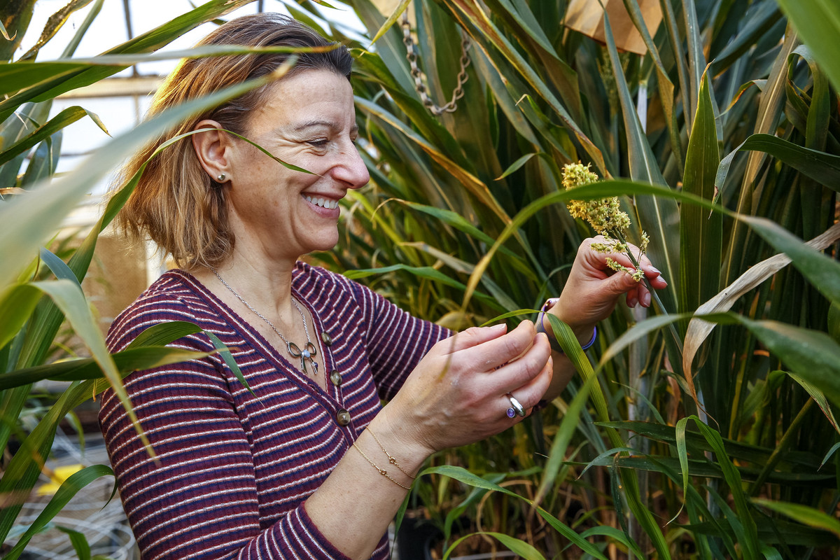 Sending seeds into space to improve plant resilience | Great Lakes ...