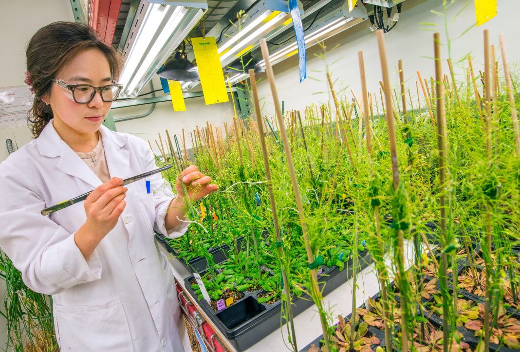 Bioenergy Research Centers: Turning plants into fuel | Great Lakes ...