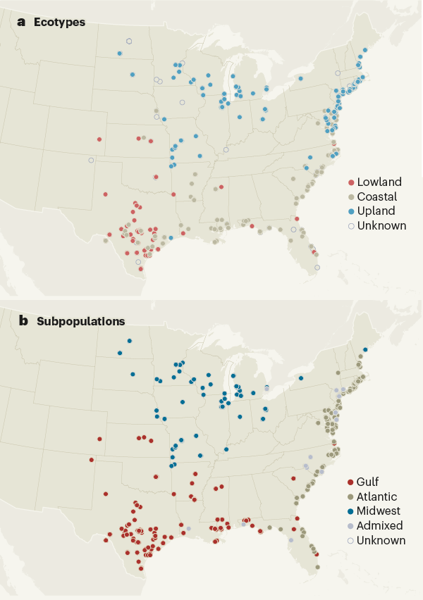 Multiple genomes give switchgrass an advantage | Great Lakes Bioenergy ...