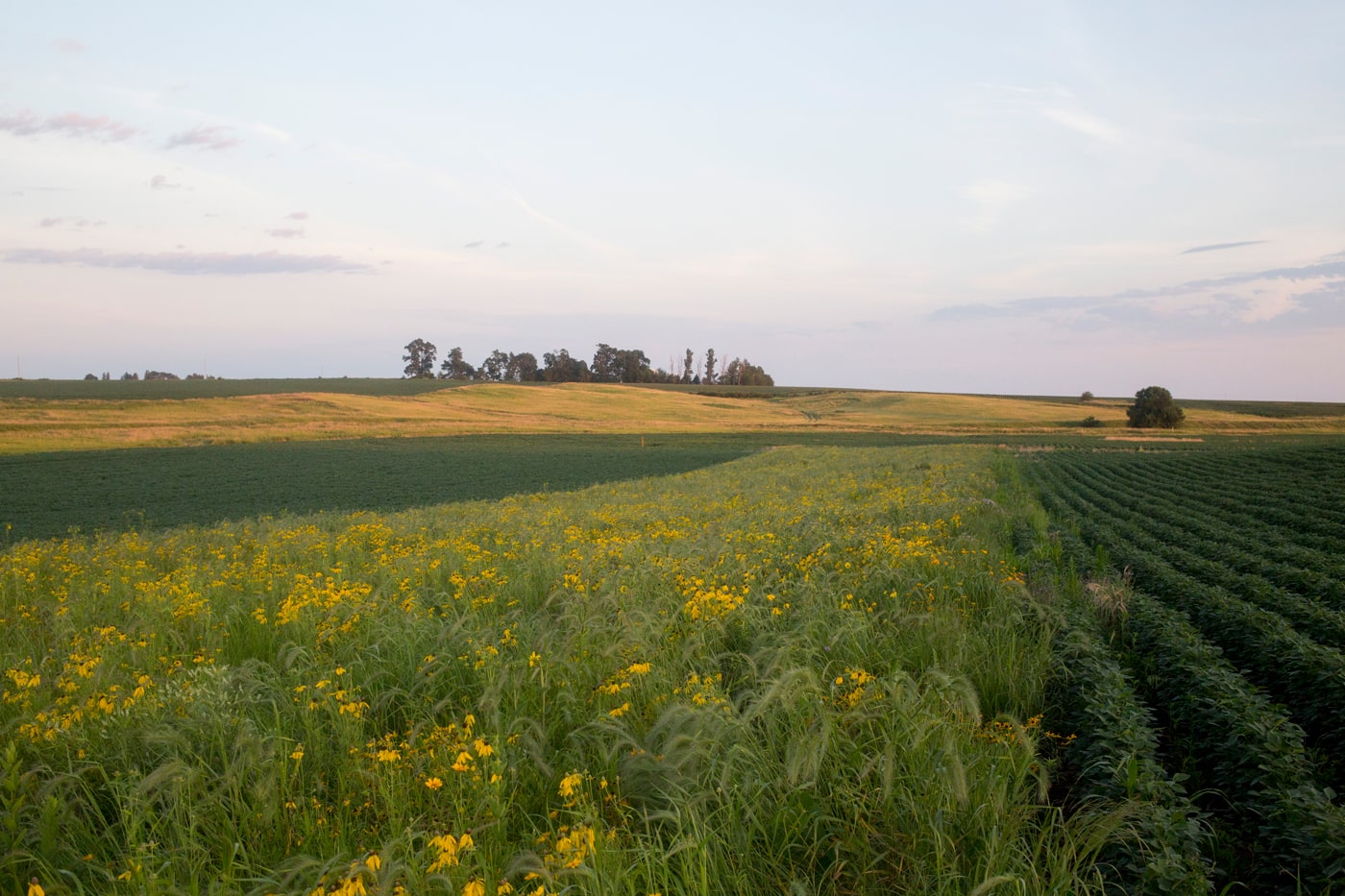 Climate-friendly farming strategies can improve the land and generate ...