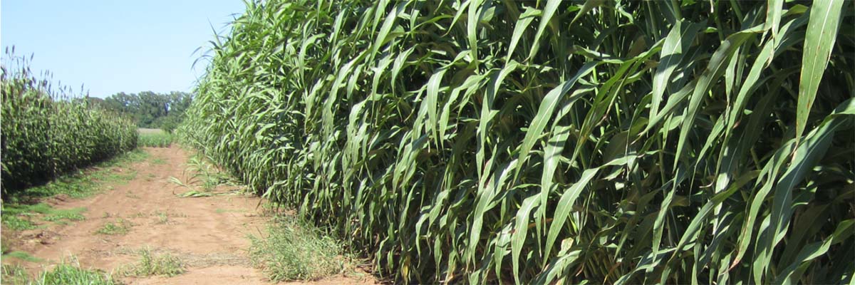 Bioenergy sorghum’s roots can replenish carbon in soil | Great Lakes ...
