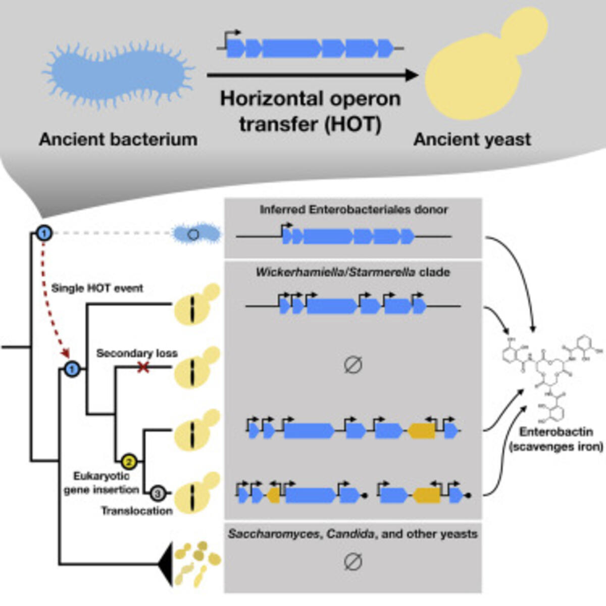 Eukaryotic Acquisition of a Bacterial Operon | Great Lakes Bioenergy ...