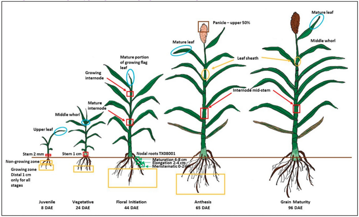 Regulation of dhurrin pathway gene expression during Sorghum bicolor ...