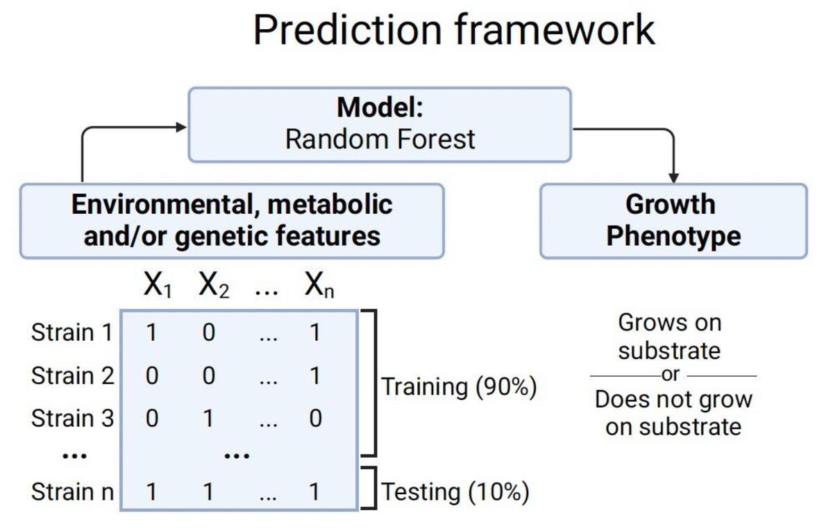 Machine learning enables identification of an alternative yeast ...