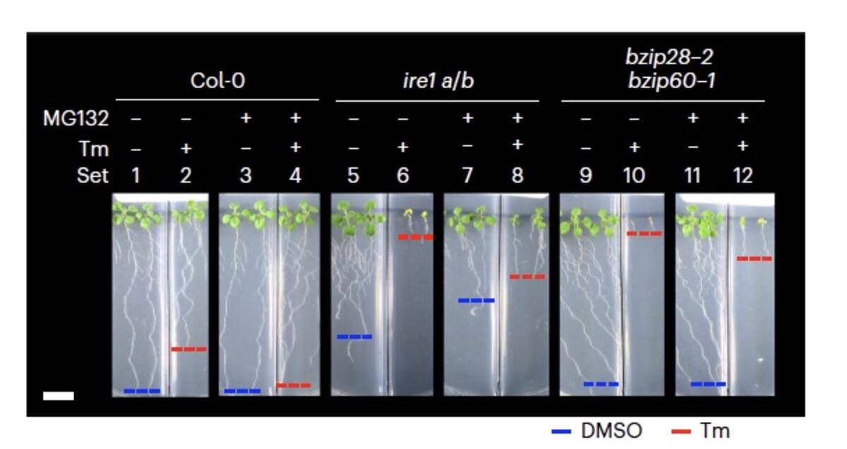 An IRE1-proteasome system signalling cohort controls cell fate ...