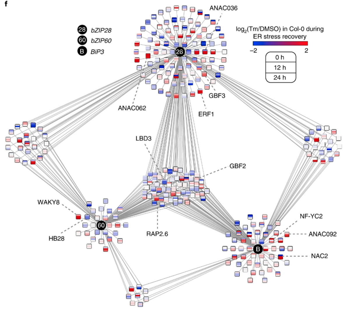 Transcriptional competition shapes proteotoxic ER stress resolution ...