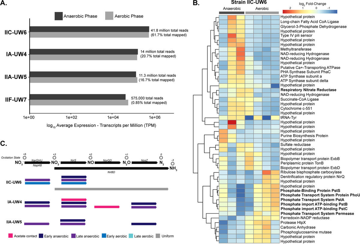 Metabolic differentiation of co-occurring Accumulibacter clades ...
