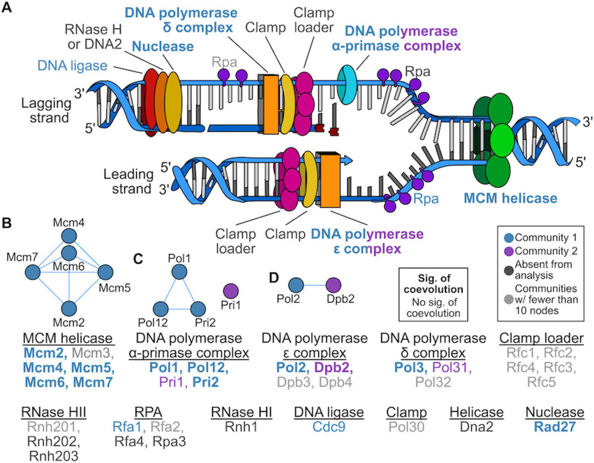 An orthologous gene coevolution network provides insight into ...