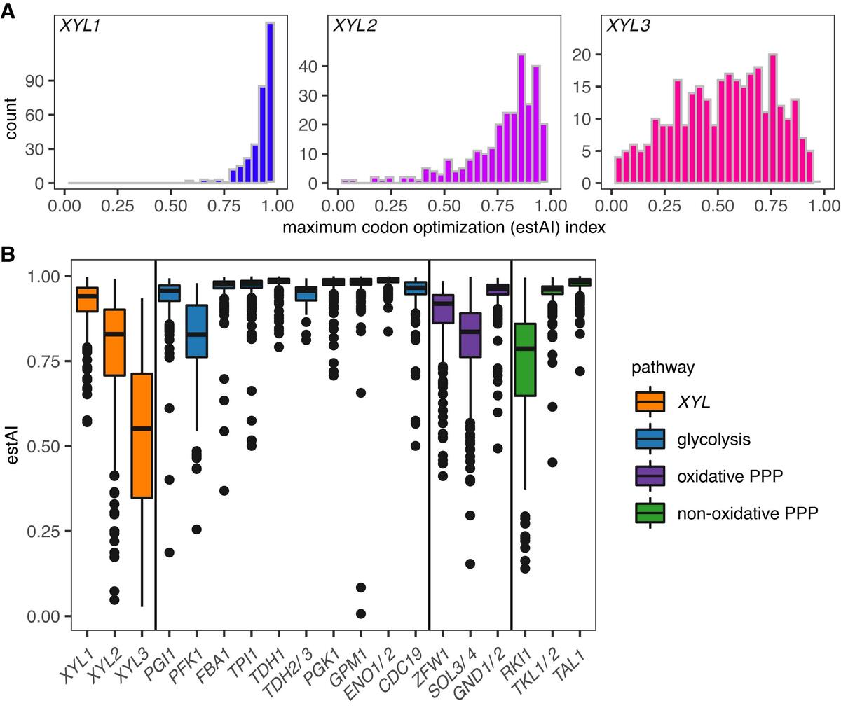 Codon optimization improves the prediction of xylose metabolism from ...