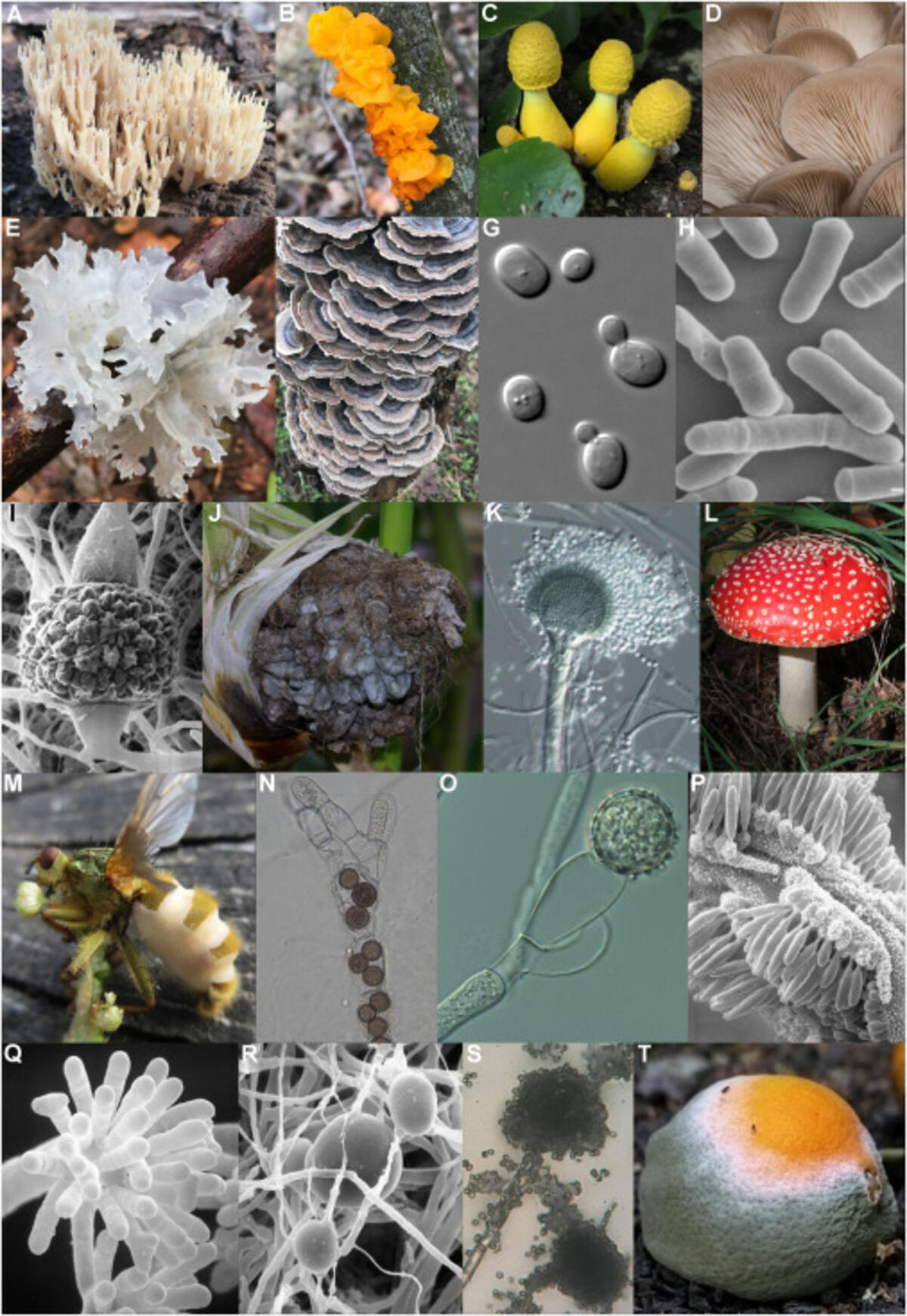 A genome-scale phylogeny of the kingdom Fungi | Great Lakes Bioenergy ...