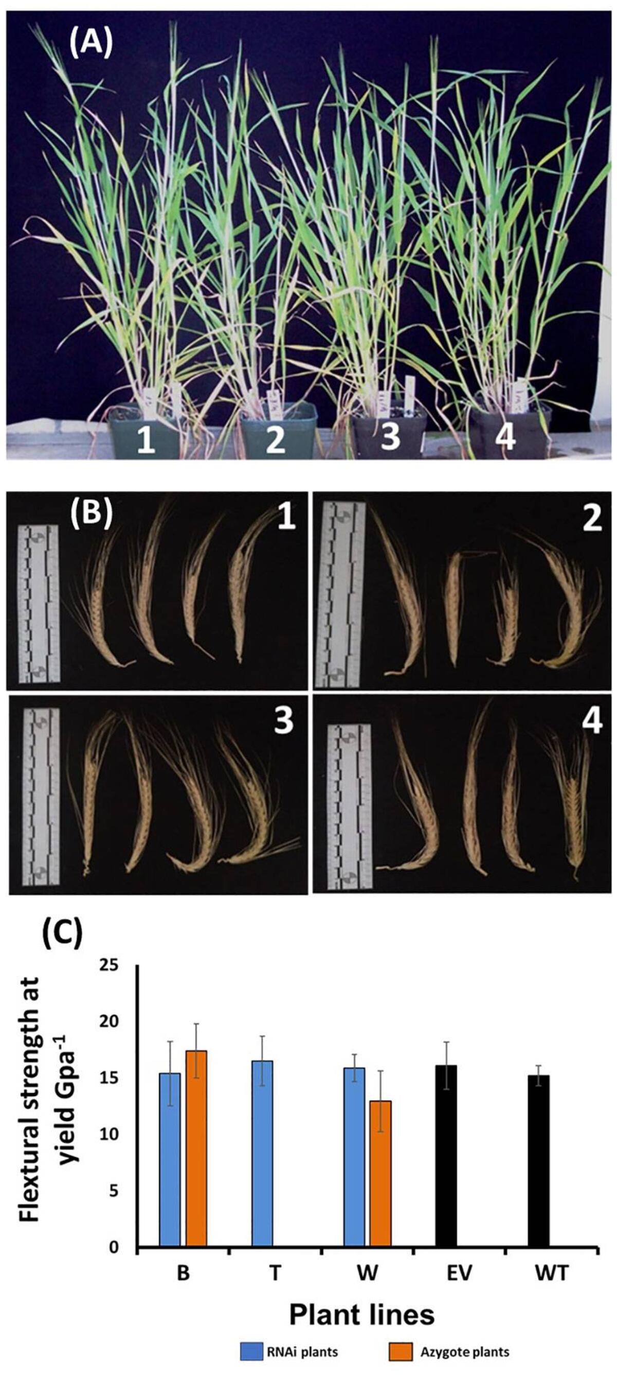 Downregulation of barley ferulate 5-hydroxylase dramatically alters ...