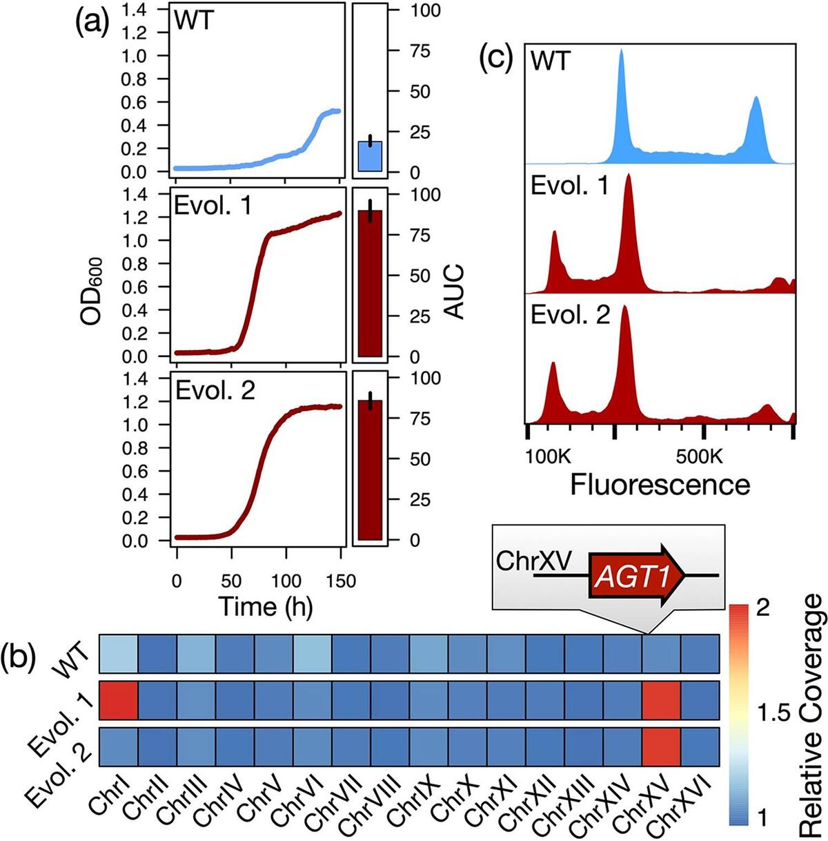 Ploidy evolution in a wild yeast is linked to an interaction between ... Ploidy evolution in a wild yeast is linked to an interaction between ...
