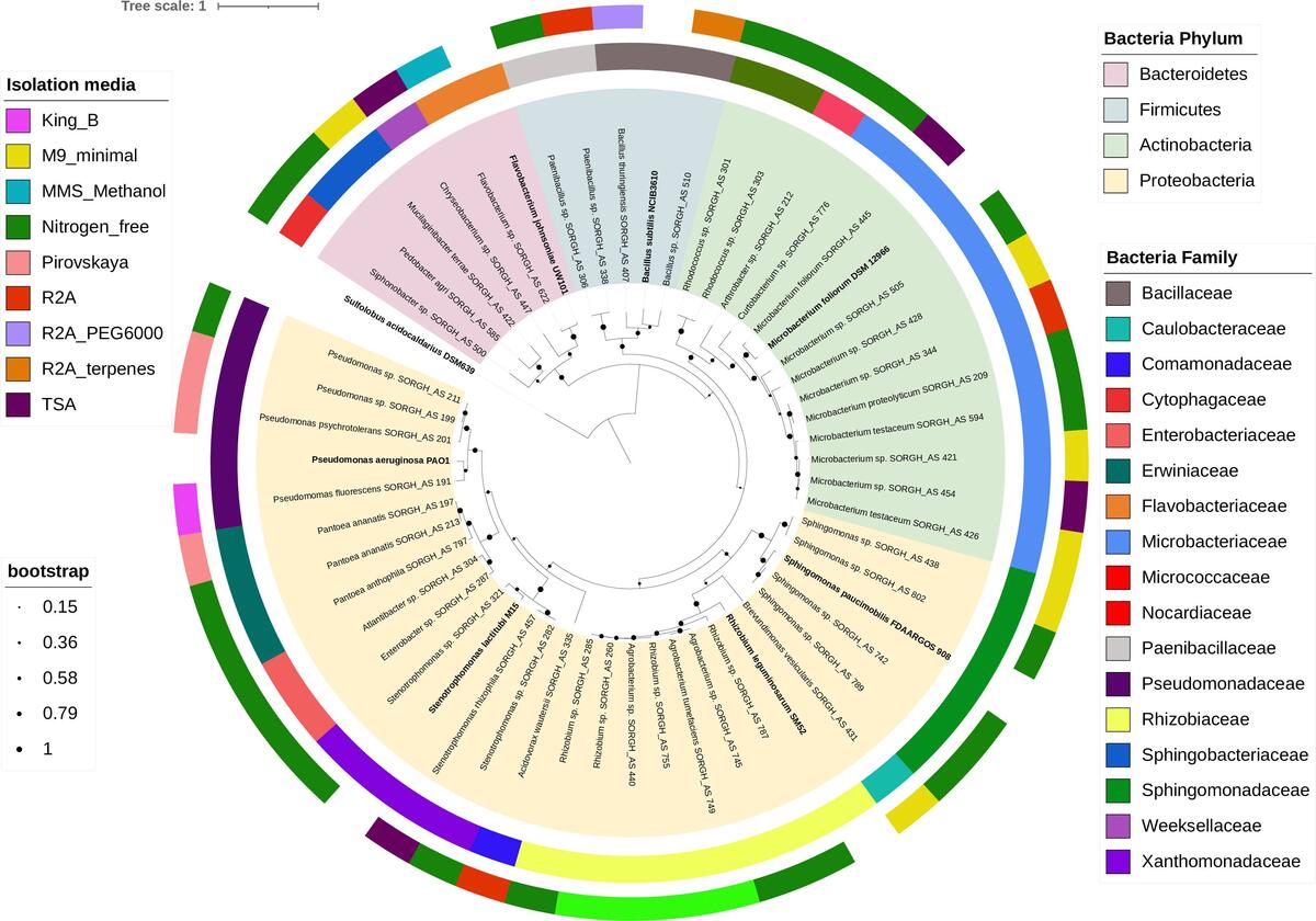 Genome-sequenced bacterial collection from sorghum aerial root mucilage ...