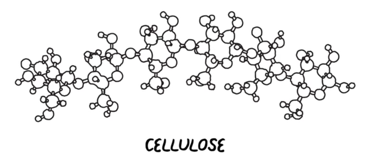 Short Cuts: What is Cellulose? | Great Lakes Bioenergy Research Center