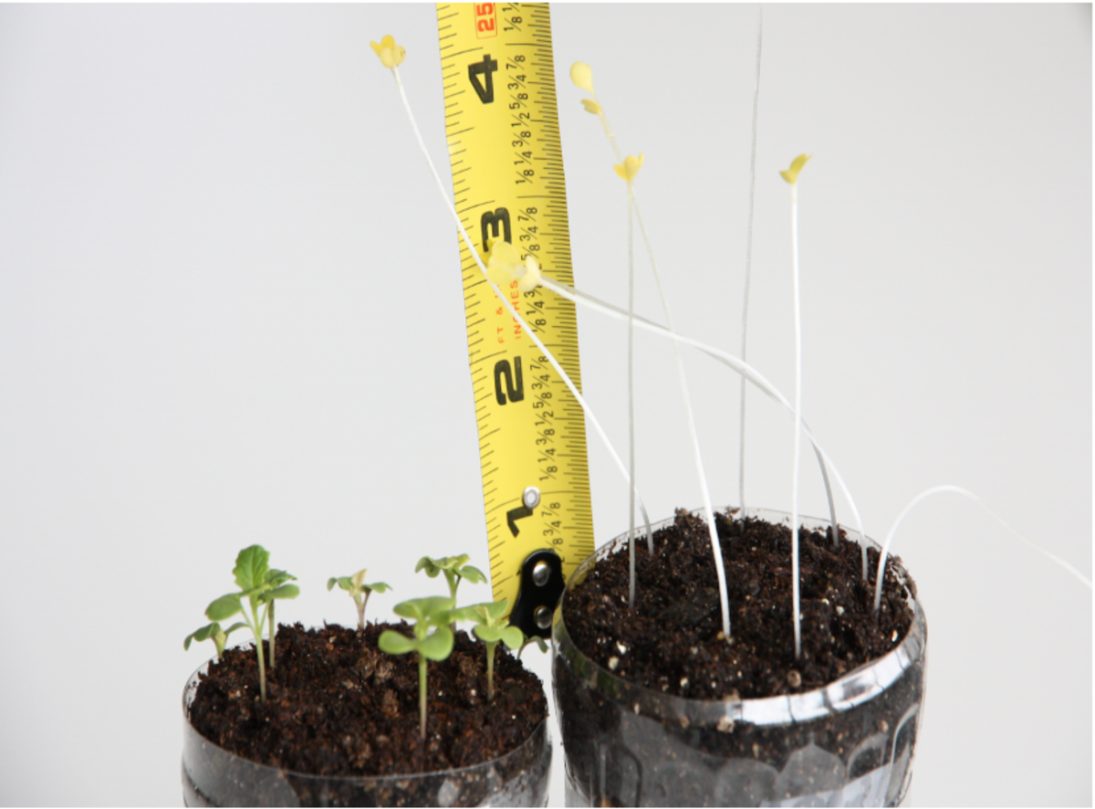 Exploring Energy Transformation in Plants | Great Lakes Bioenergy ...