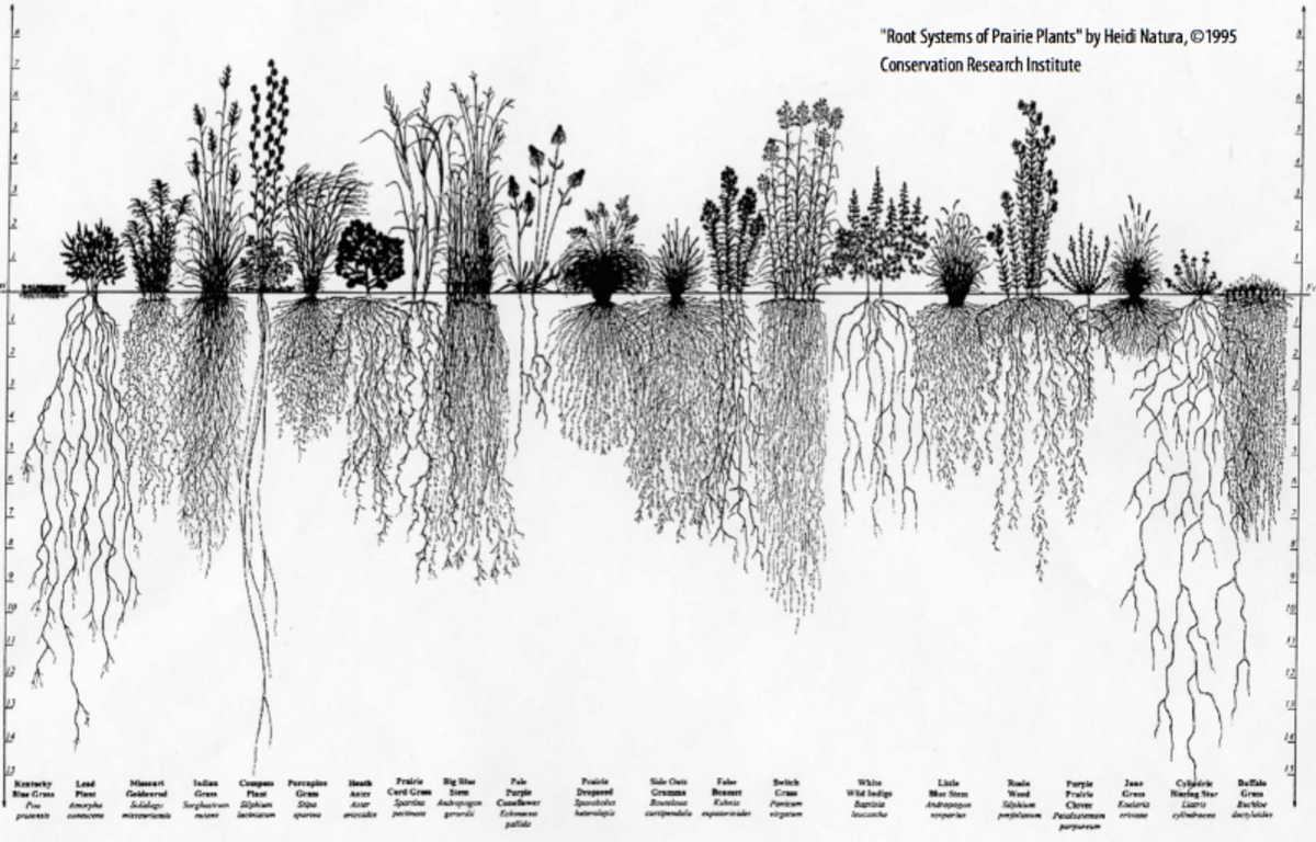 Root Depth Model | Great Lakes Bioenergy Research Center