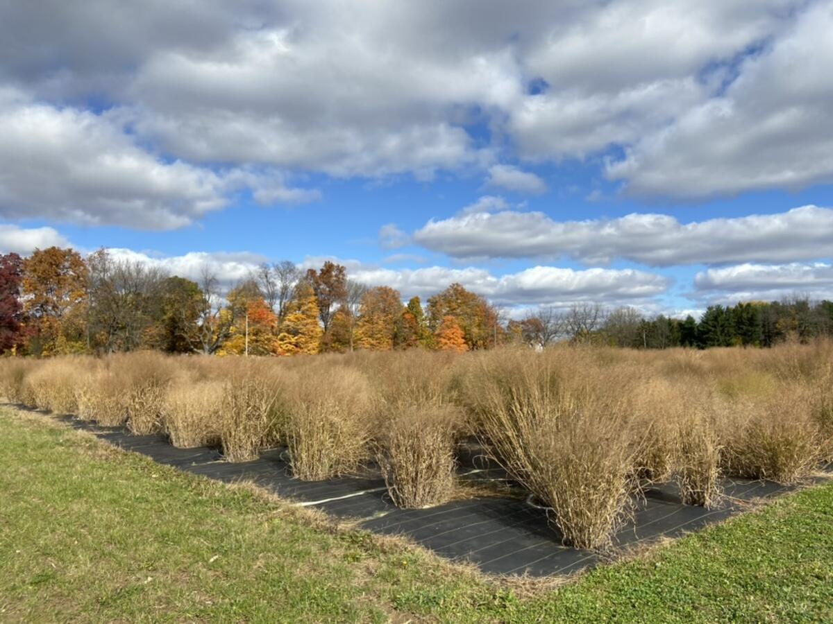 Switchgrass defense mechanisms that protect against fungal disease in ...