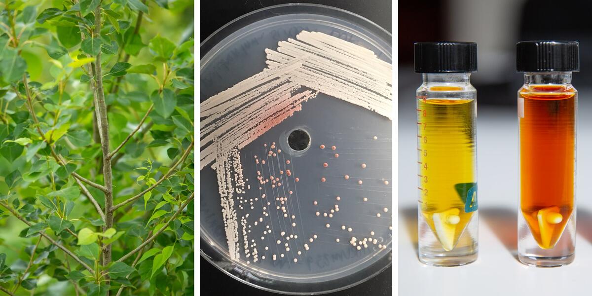 Bioenergy Research Centers mark discovery milestone | Great Lakes ...