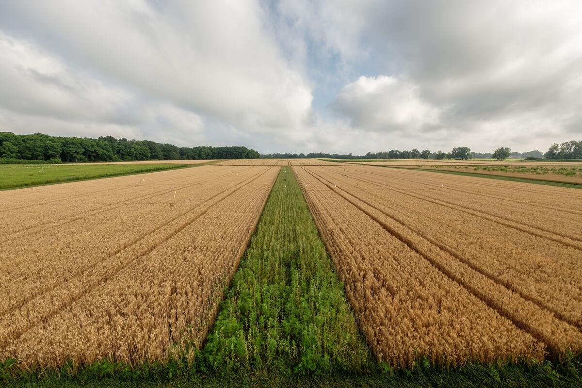 Study: Bioenergy crops help farmers restore healthy soil | Great Lakes ...
