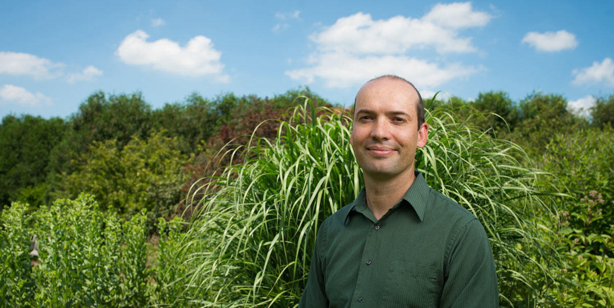 Switchgrass hybrid yields insights into plant evolution | Great Lakes ...