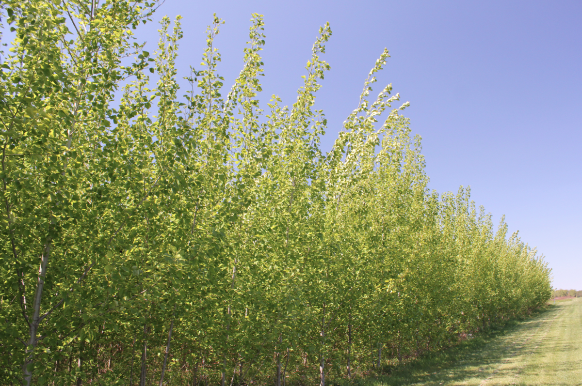 Marginal lands are prime fuel source for alternative energy | Great ...