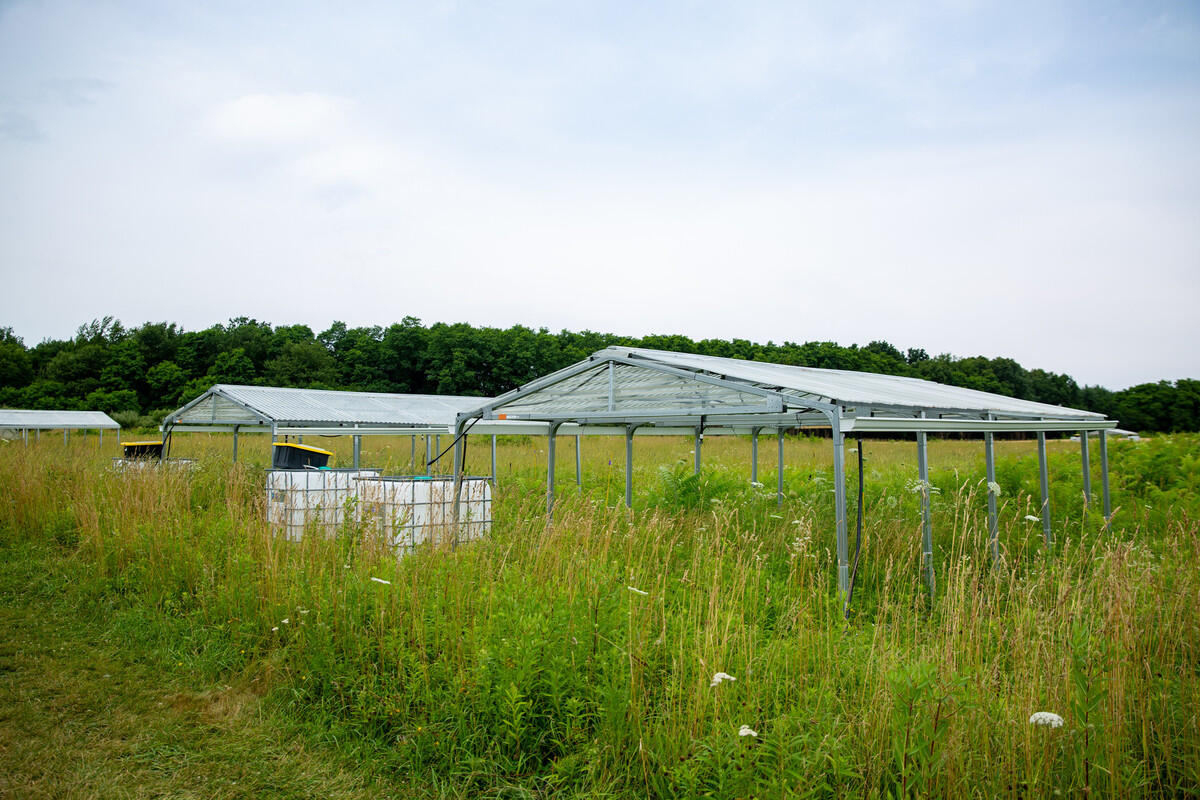 Drought, heat reduce switchgrass yields and inhibit fermentation ...