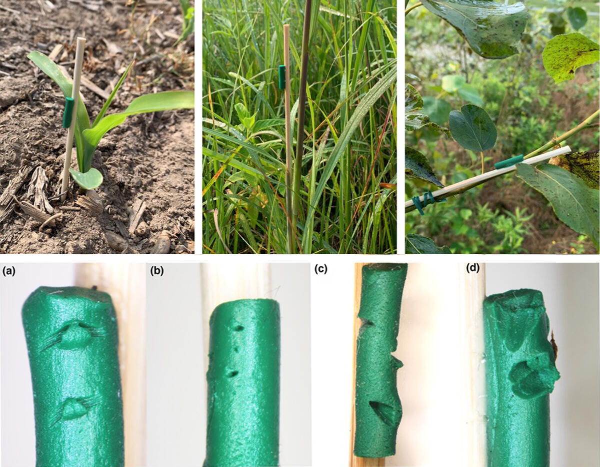 Perennial crops promote natural pest control | Great Lakes Bioenergy ...