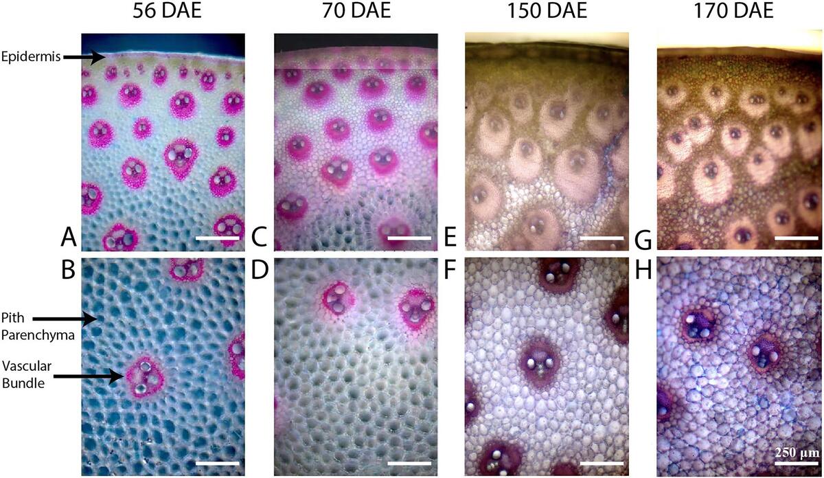 Analysis reveals causes of threefold increase in bioenergy sorghum stem ...