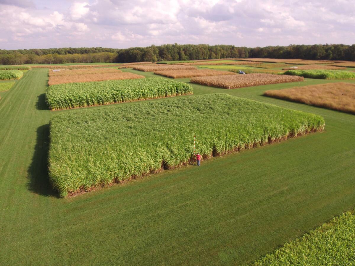 Study highlights potential cost savings for cellulosic biorefinery ...